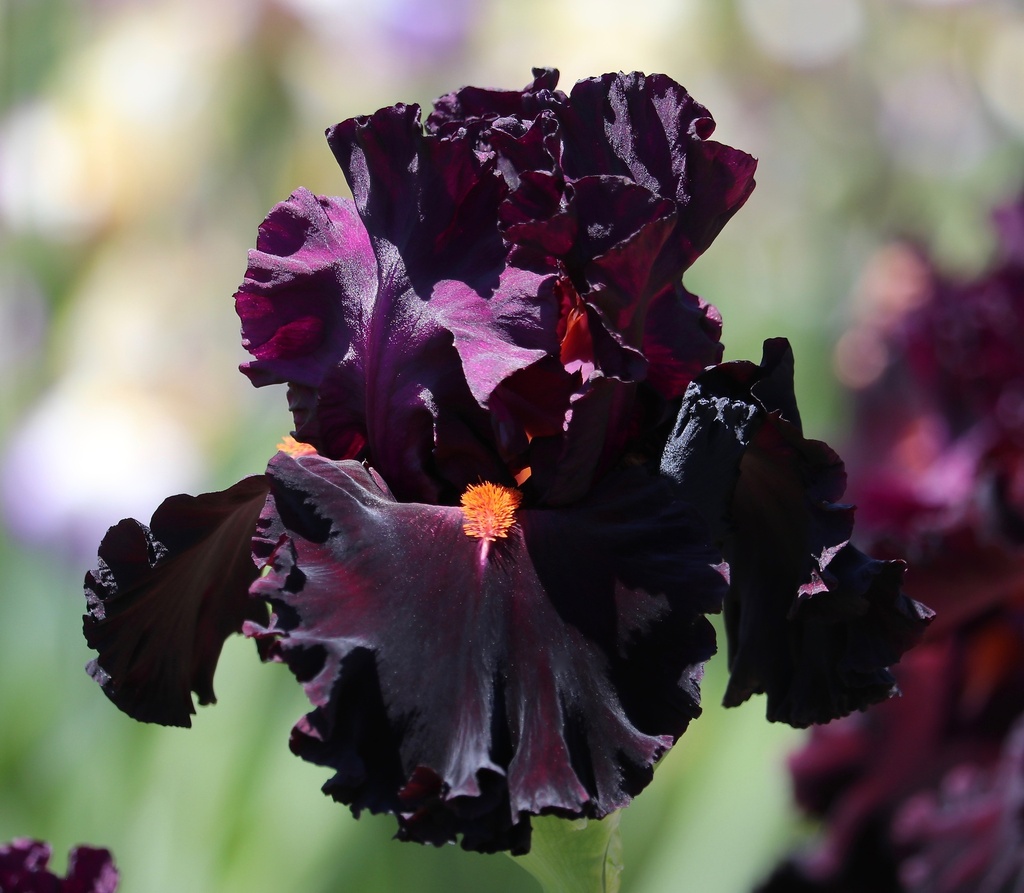 Smoldering Passion | Mid-America Garden